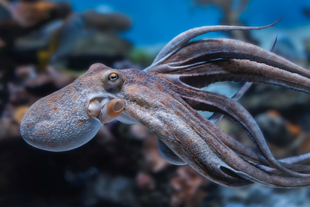 KONAMI adopts Charlie Darwin, an octopus at the Aquarium of the Pacific ...